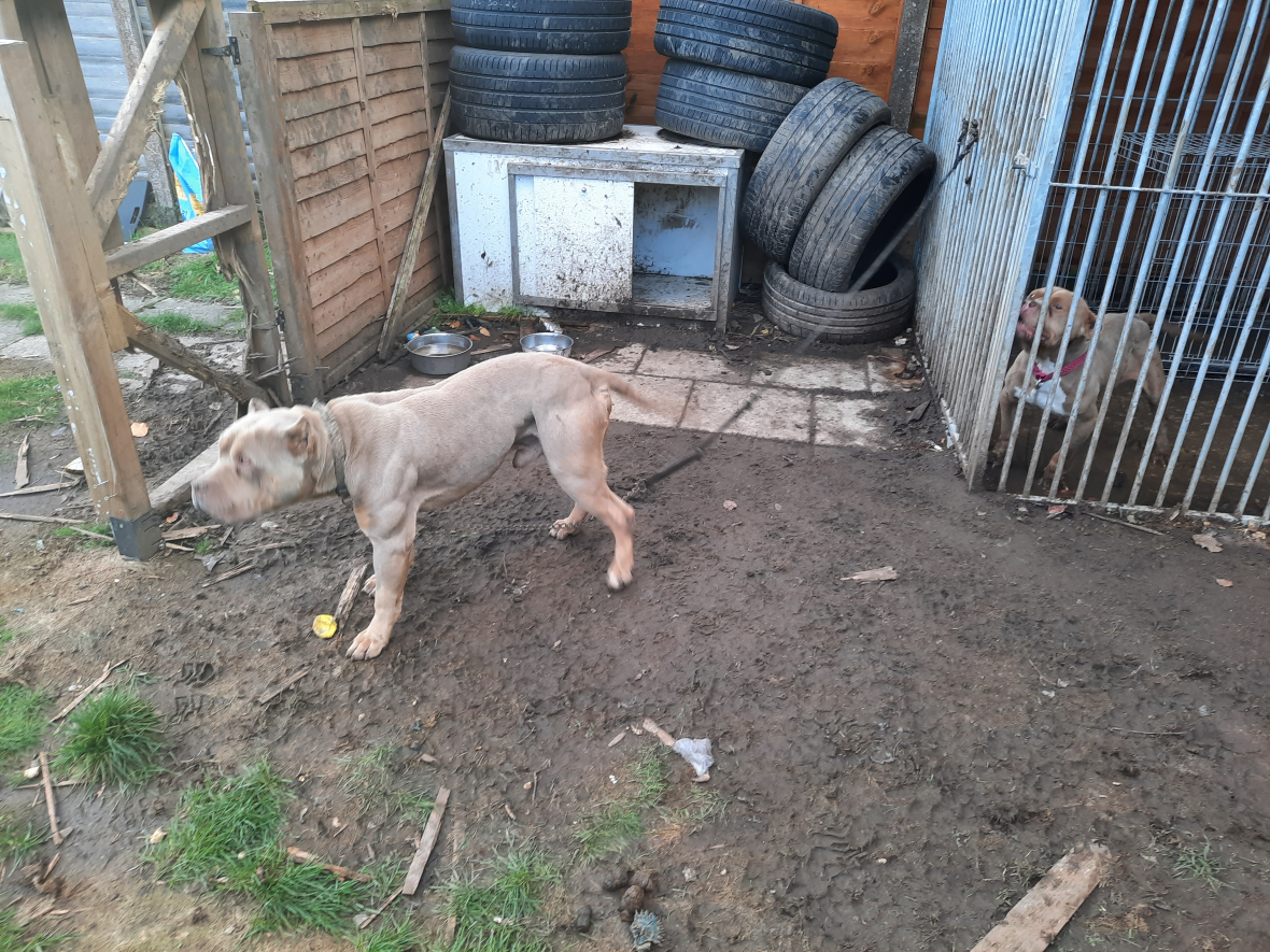 Prison sentence and lifetime ban for dog owner – Slough Borough Council